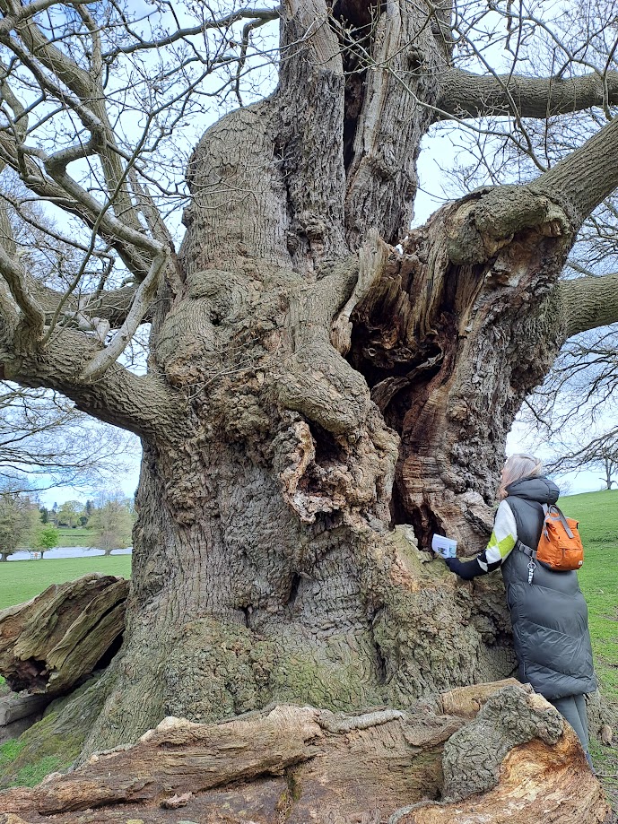 Ancient Trees of Ripley Park - Harrogate & District Naturalists Society