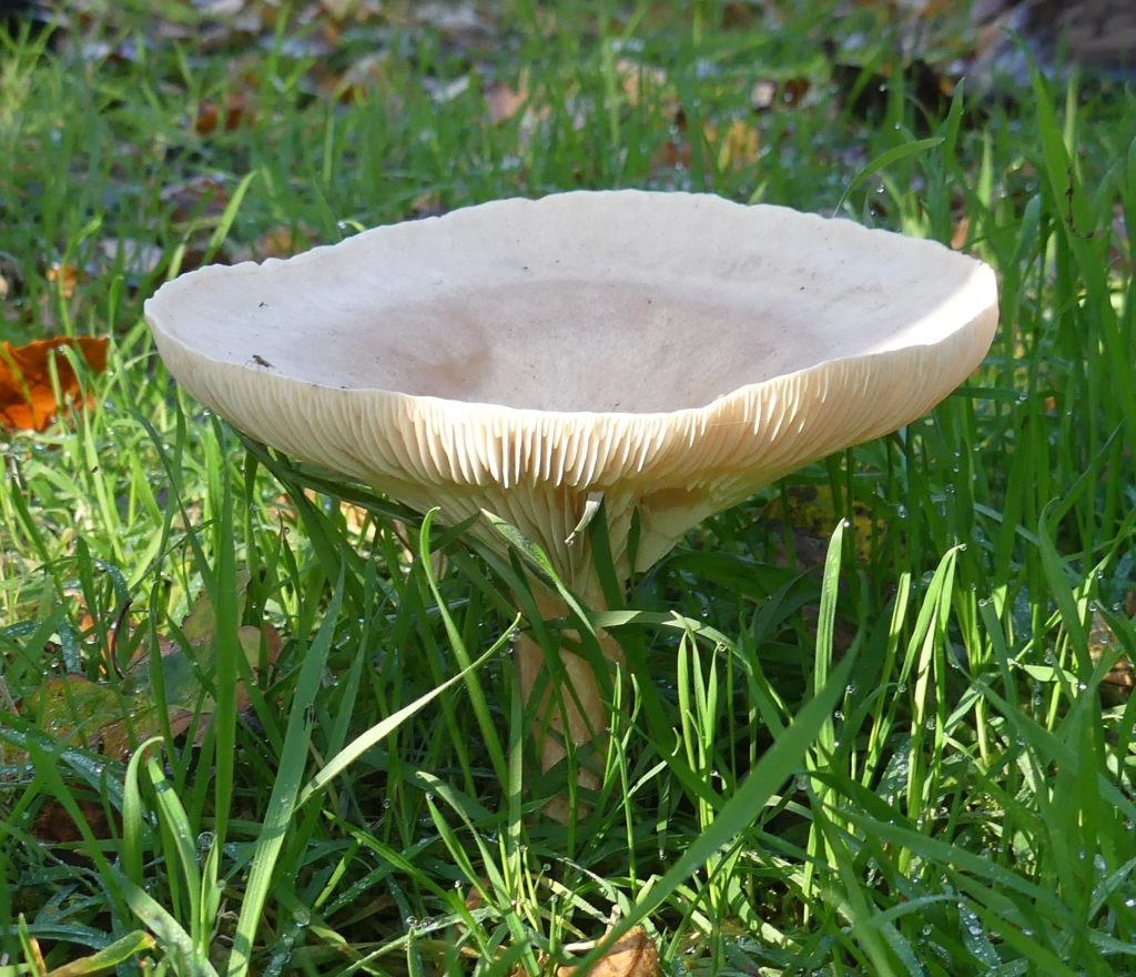 Fungus foray, RHS Harlow Carr - Harrogate & District Naturalists Society