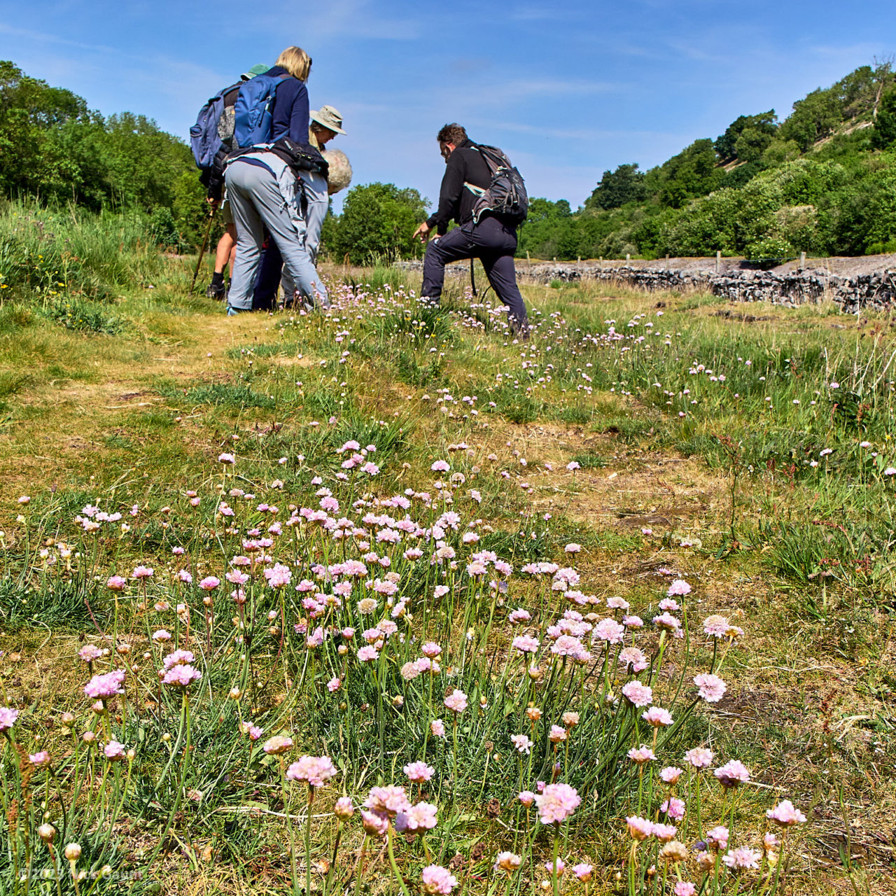 Botanical Field Trip to Wensleydale - Harrogate & District Naturalists ...