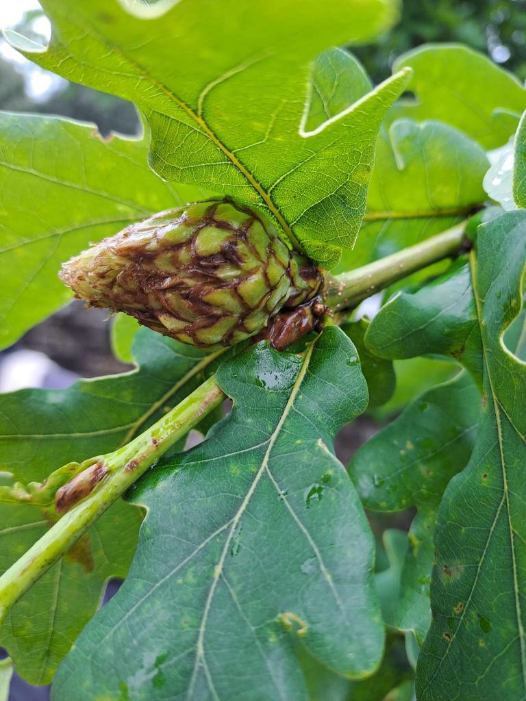 Quarry Moor, Ripon - Harrogate & District Naturalists Society