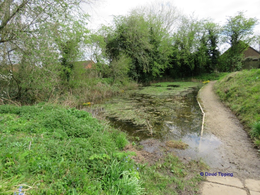 Aspin Pond - Harrogate & District Naturalists Society