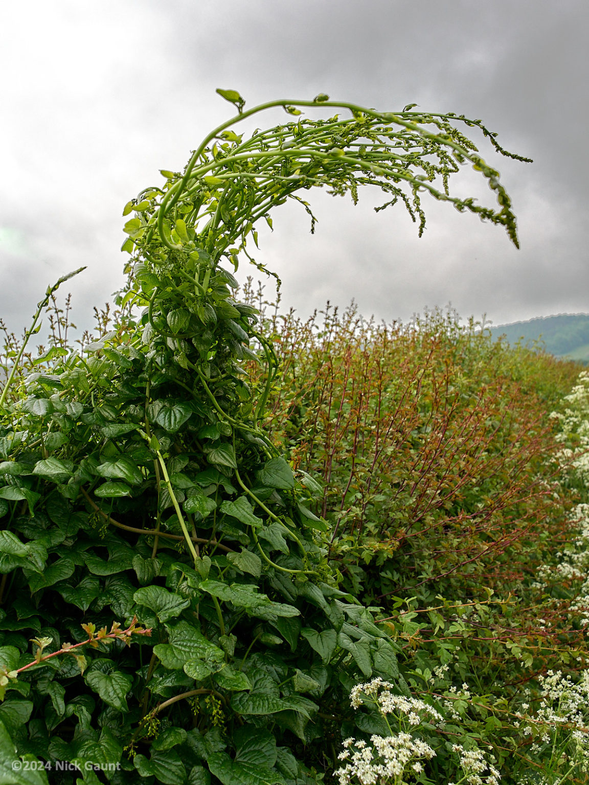 Woodland flora of Rougemont Carr - Harrogate & District Naturalists Society