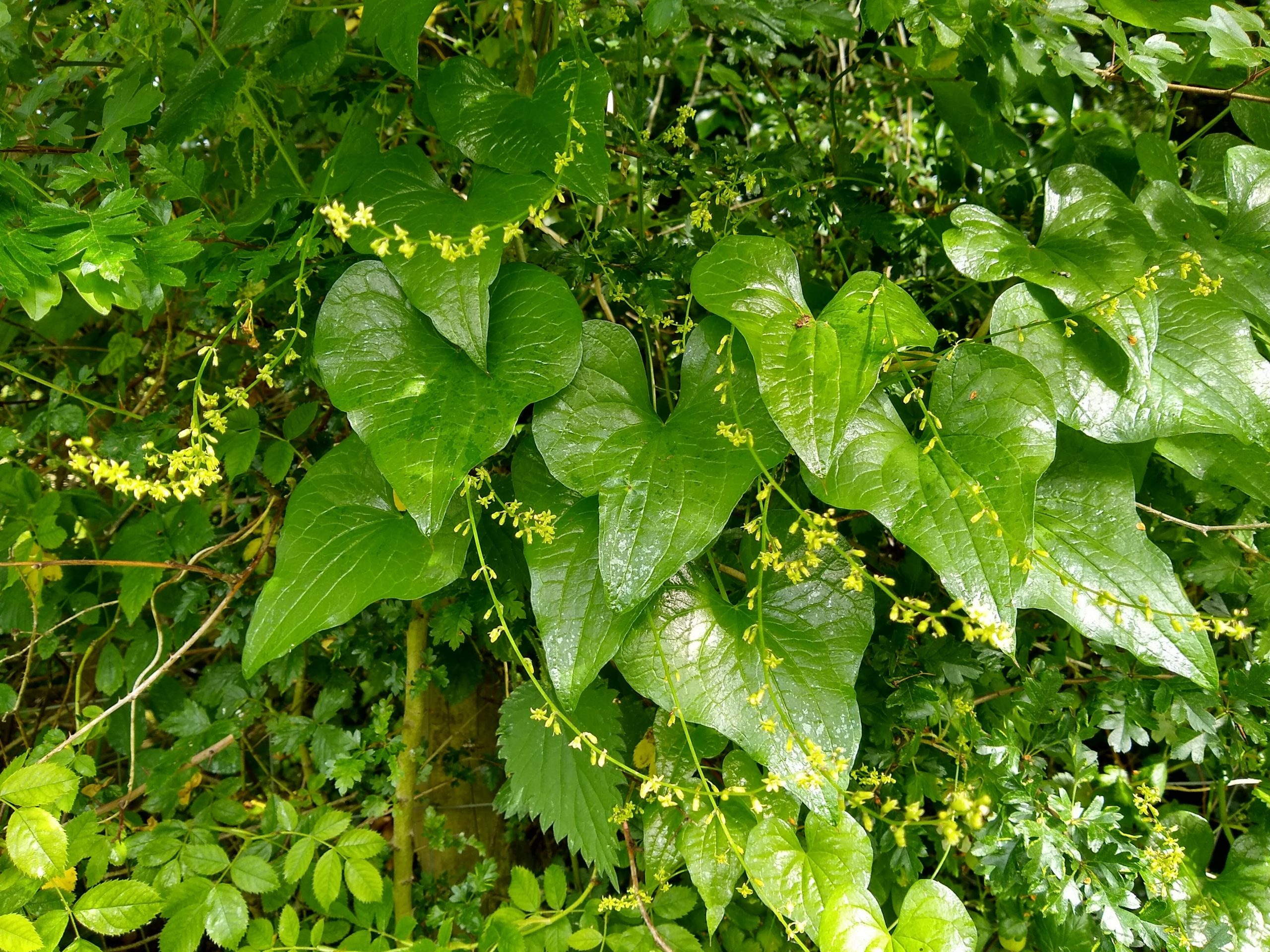 Quarry Moor, Ripon - Harrogate & District Naturalists Society