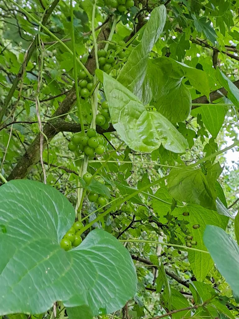 Quarry Moor, Ripon - Harrogate & District Naturalists Society