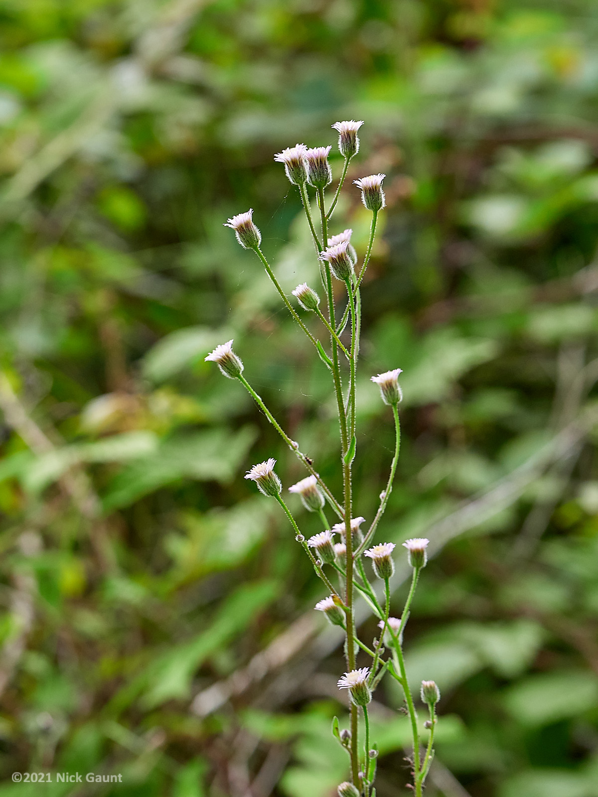 Flowering Plants - Harrogate & District Naturalists Society