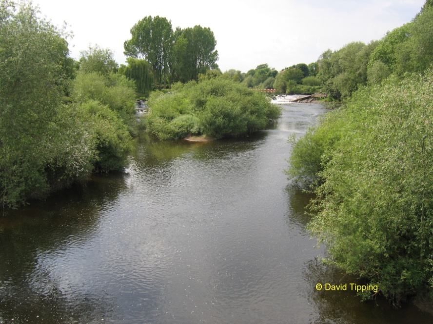 Boroughbridge Weir, River Ure - Harrogate & District Naturalists Society