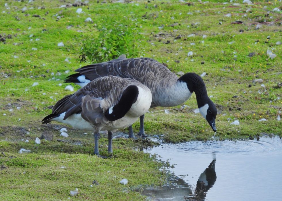 Old Moor RSPB Reserve - Harrogate & District Naturalists Society