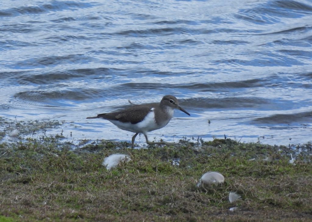 Old Moor RSPB Reserve - Harrogate & District Naturalists Society