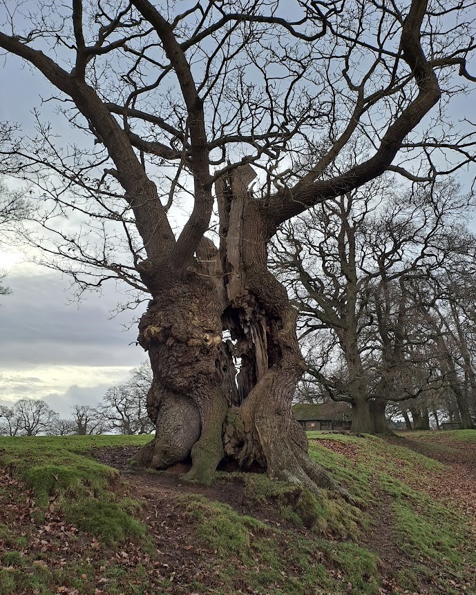 Ancient Trees of Ripley Park - Harrogate & District Naturalists Society