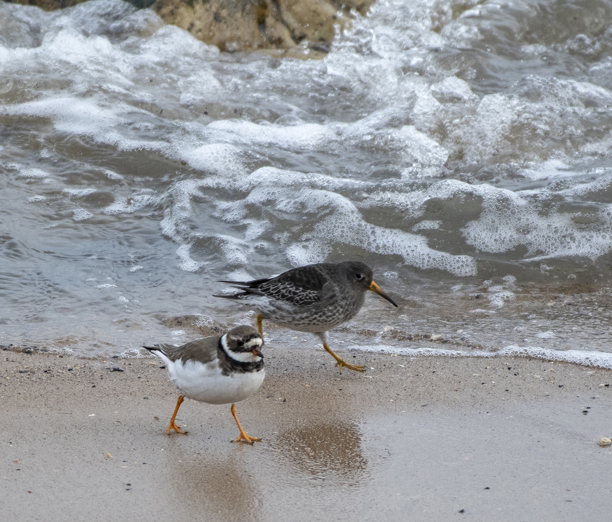 Hartlepool and Teesmouth - Tuesday 12th February 2019 - Harrogate ...