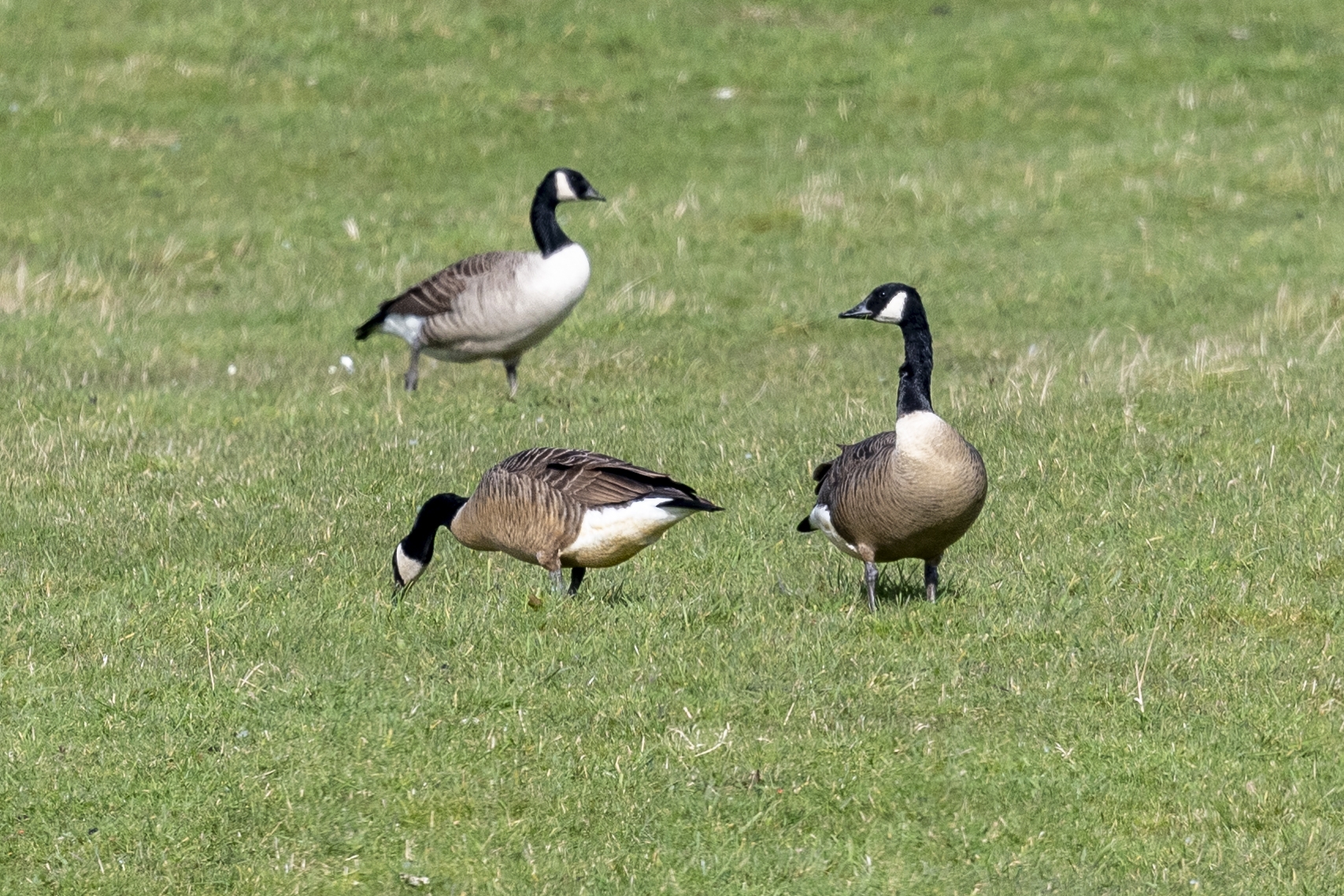 RSPB St Aidan's and Fairburn Ings - Harrogate & District Naturalists ...