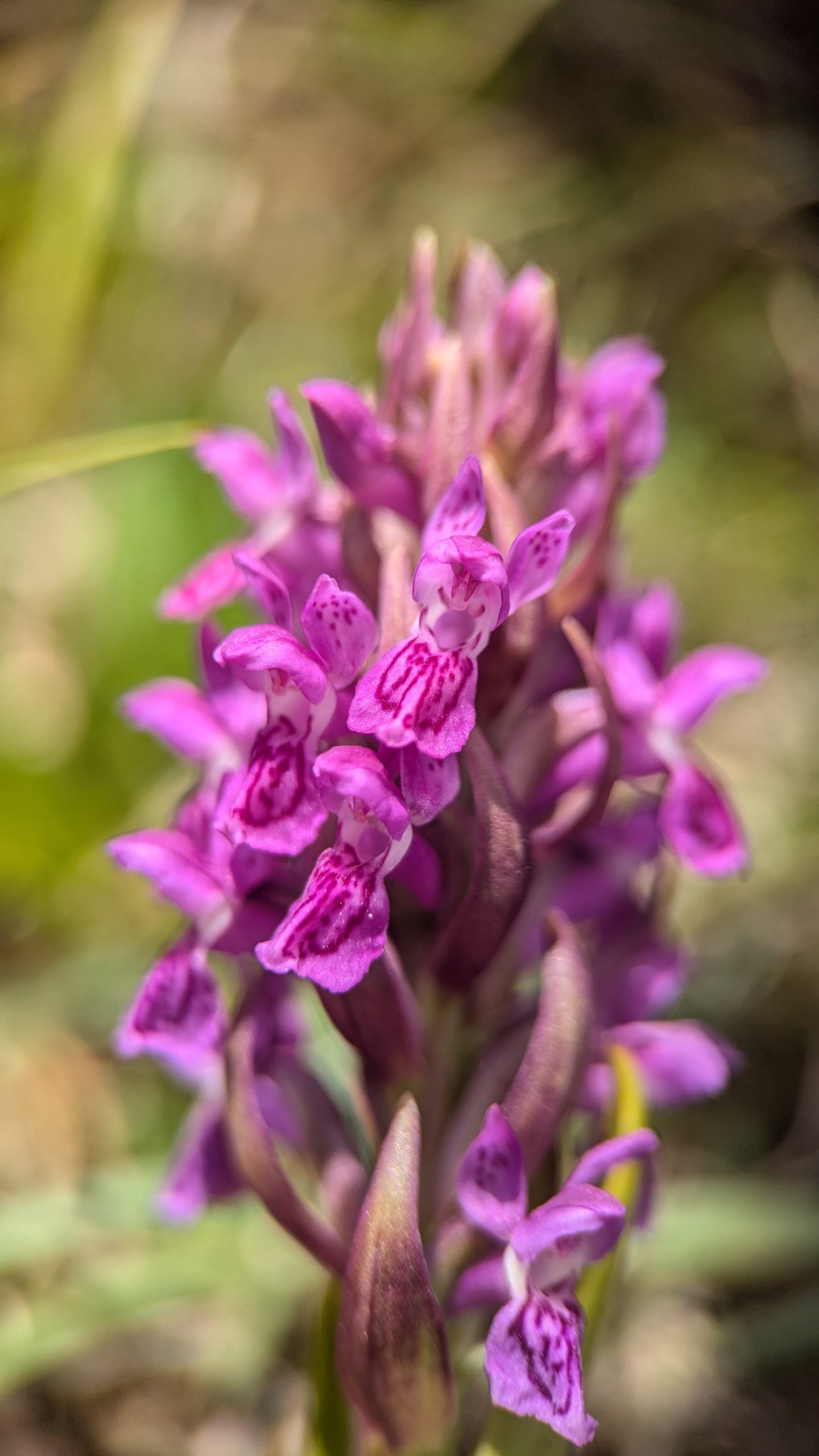 Botany of the Malham area - Harrogate & District Naturalists Society