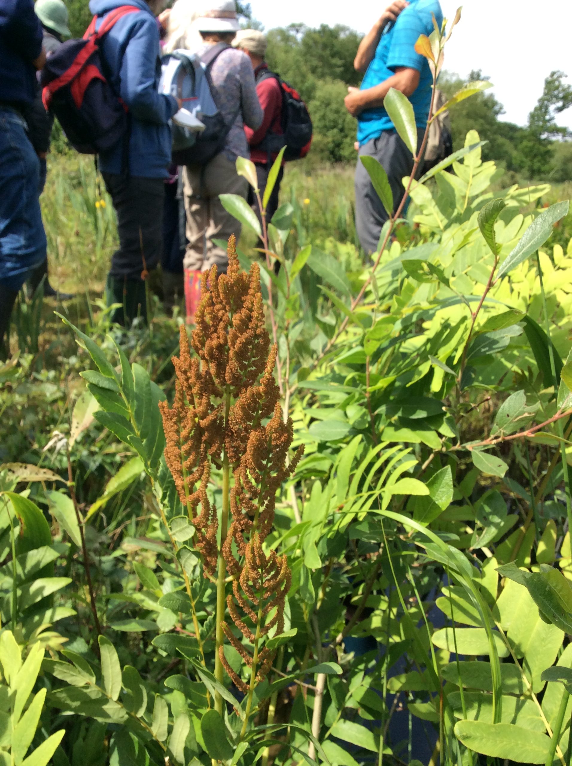 Askham Bog Nature Reserve, Tuesday 18th June 2019 - Harrogate ...
