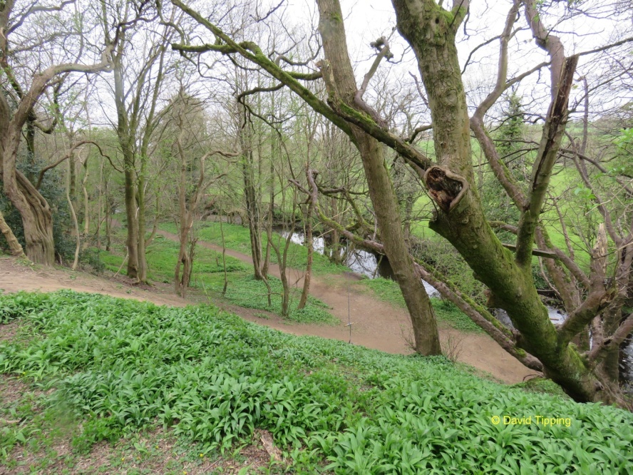 Grange Quarry Wood - Harrogate & District Naturalists Society