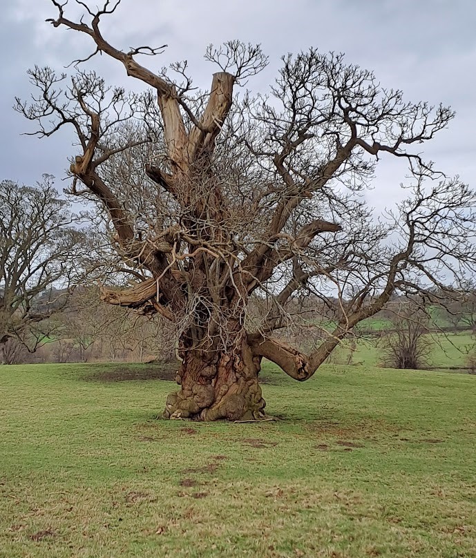 Ancient Trees of Ripley Park - Harrogate & District Naturalists Society