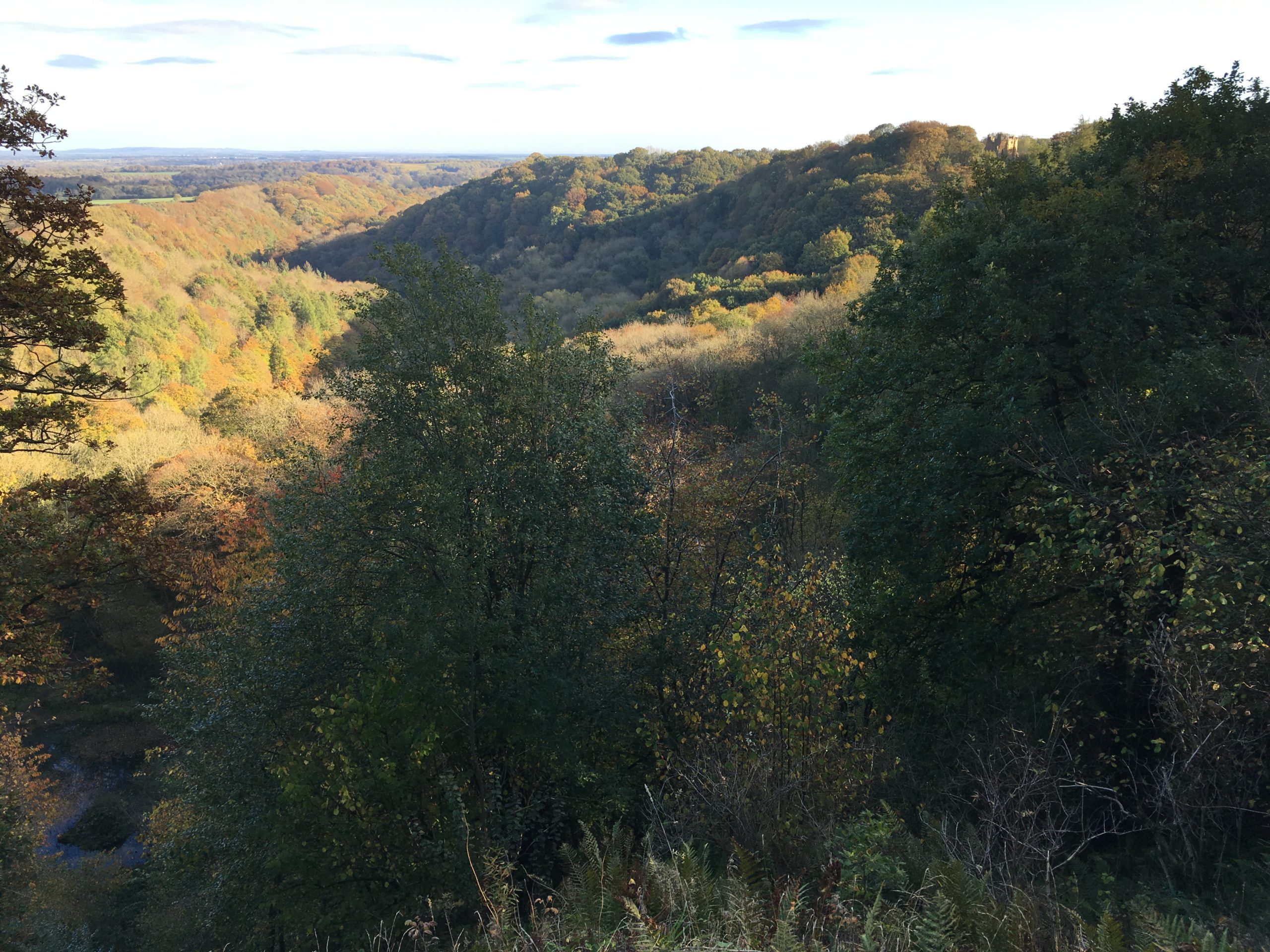 Hackfall Woods - Harrogate & District Naturalists Society
