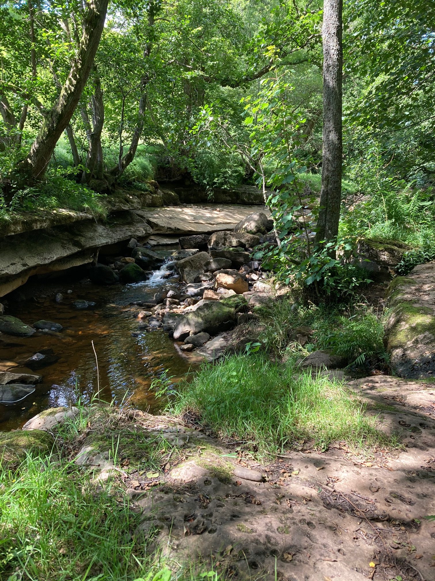 How Stean Beck and Gorge - Harrogate & District Naturalists Society