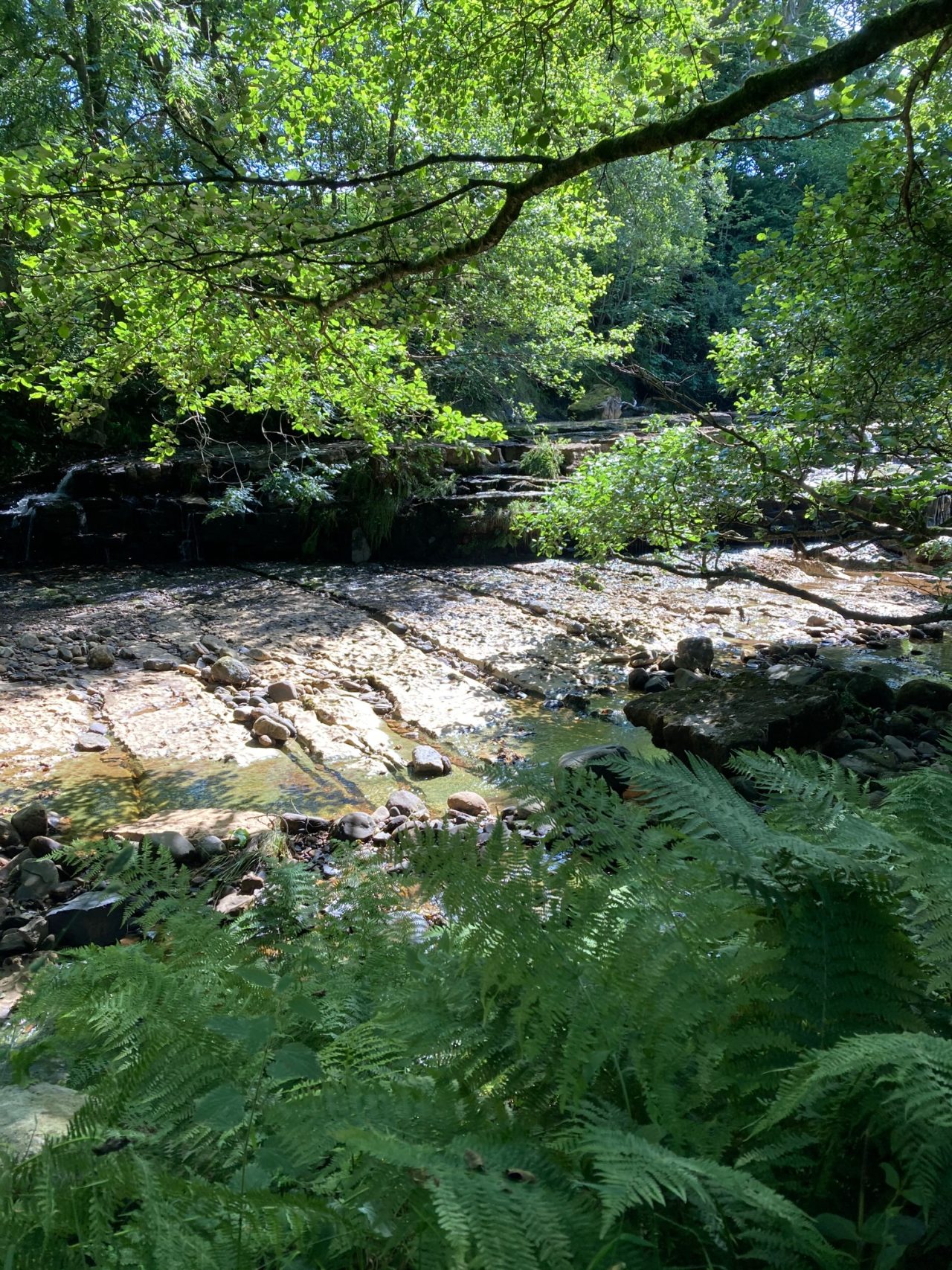 How Stean Beck and Gorge - Harrogate & District Naturalists Society