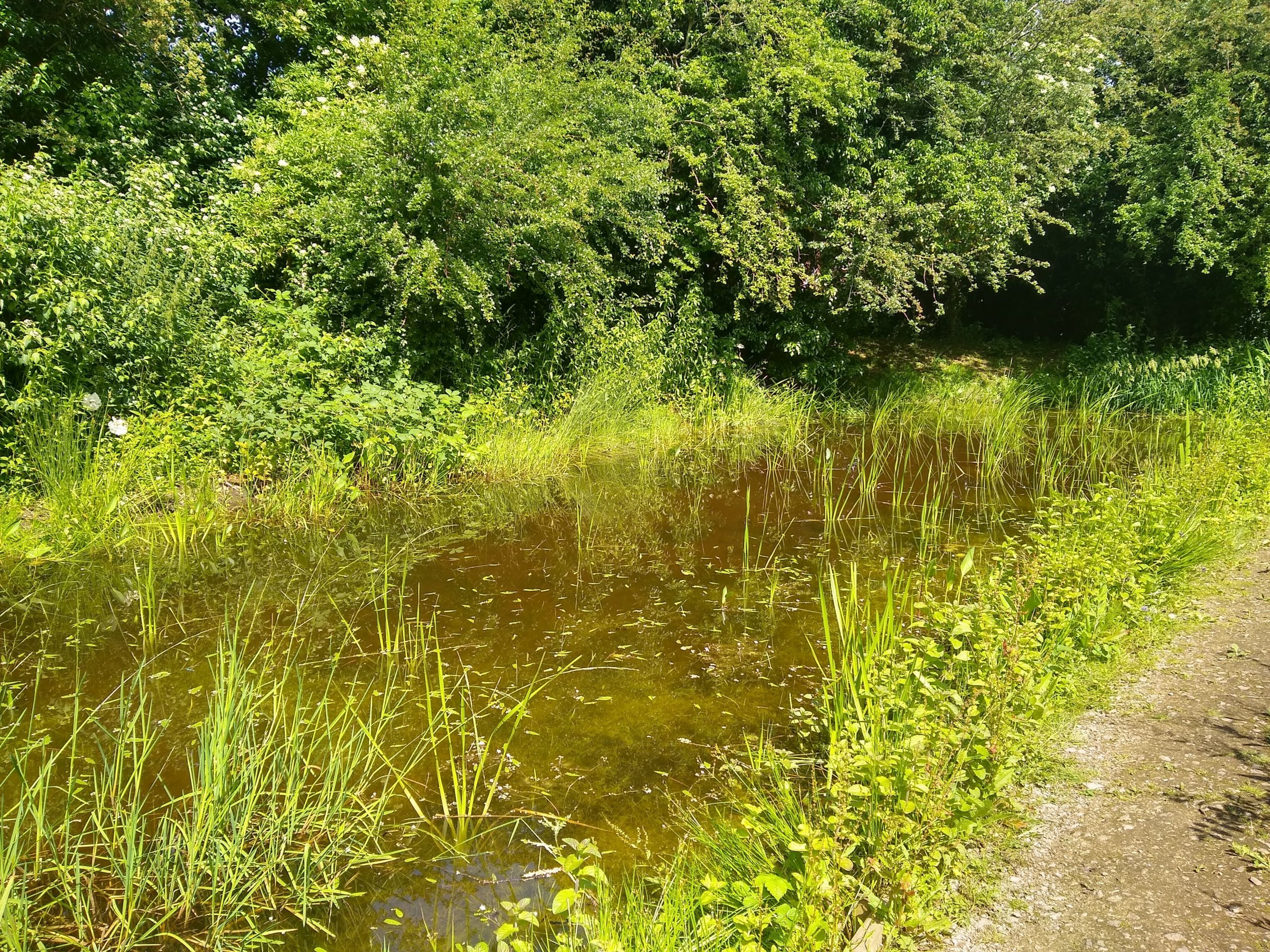 Aspin Pond has been cleared - Harrogate & District Naturalists Society