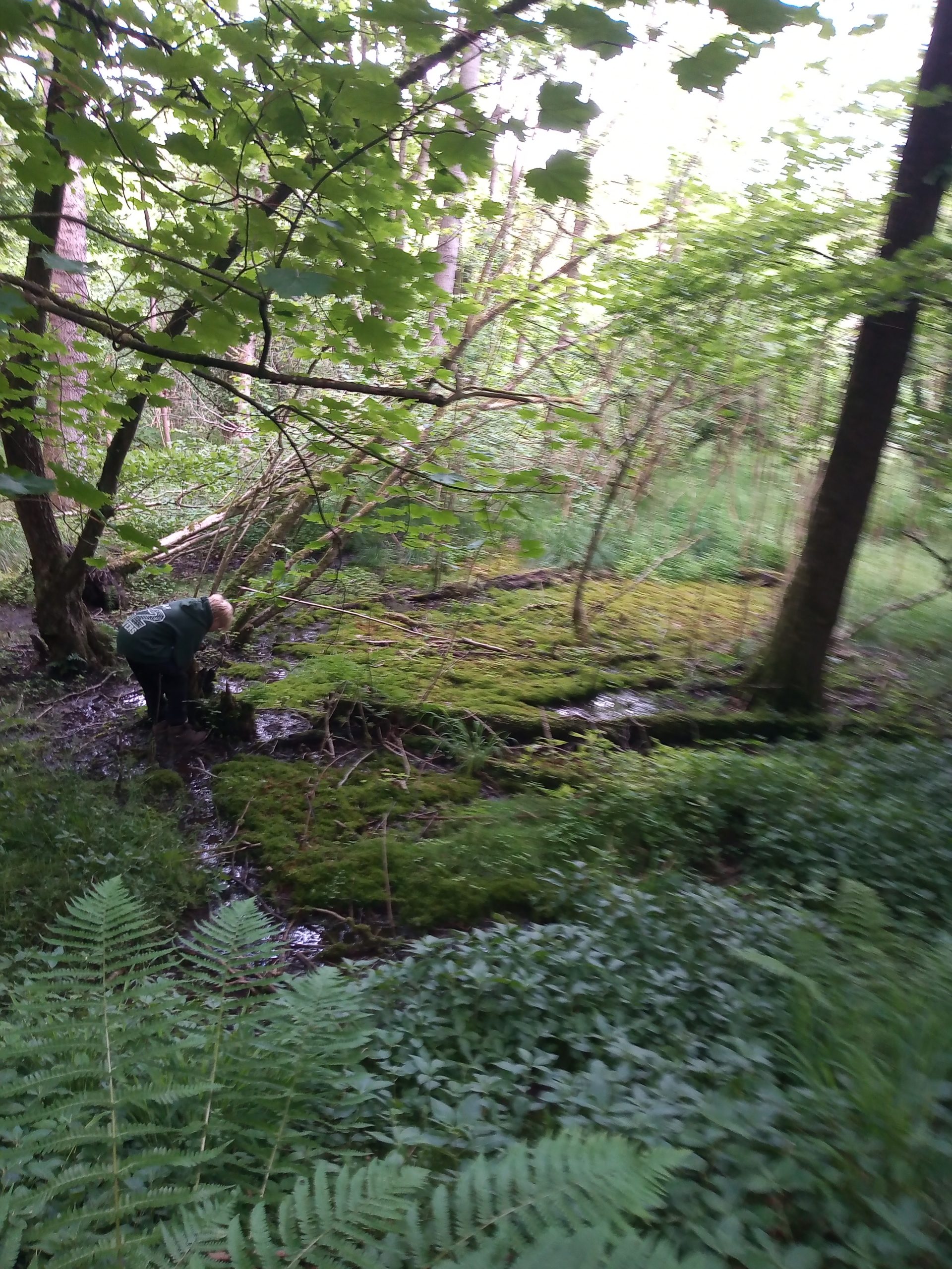 Spring Wood, Knaresborough - Harrogate & District Naturalists Society