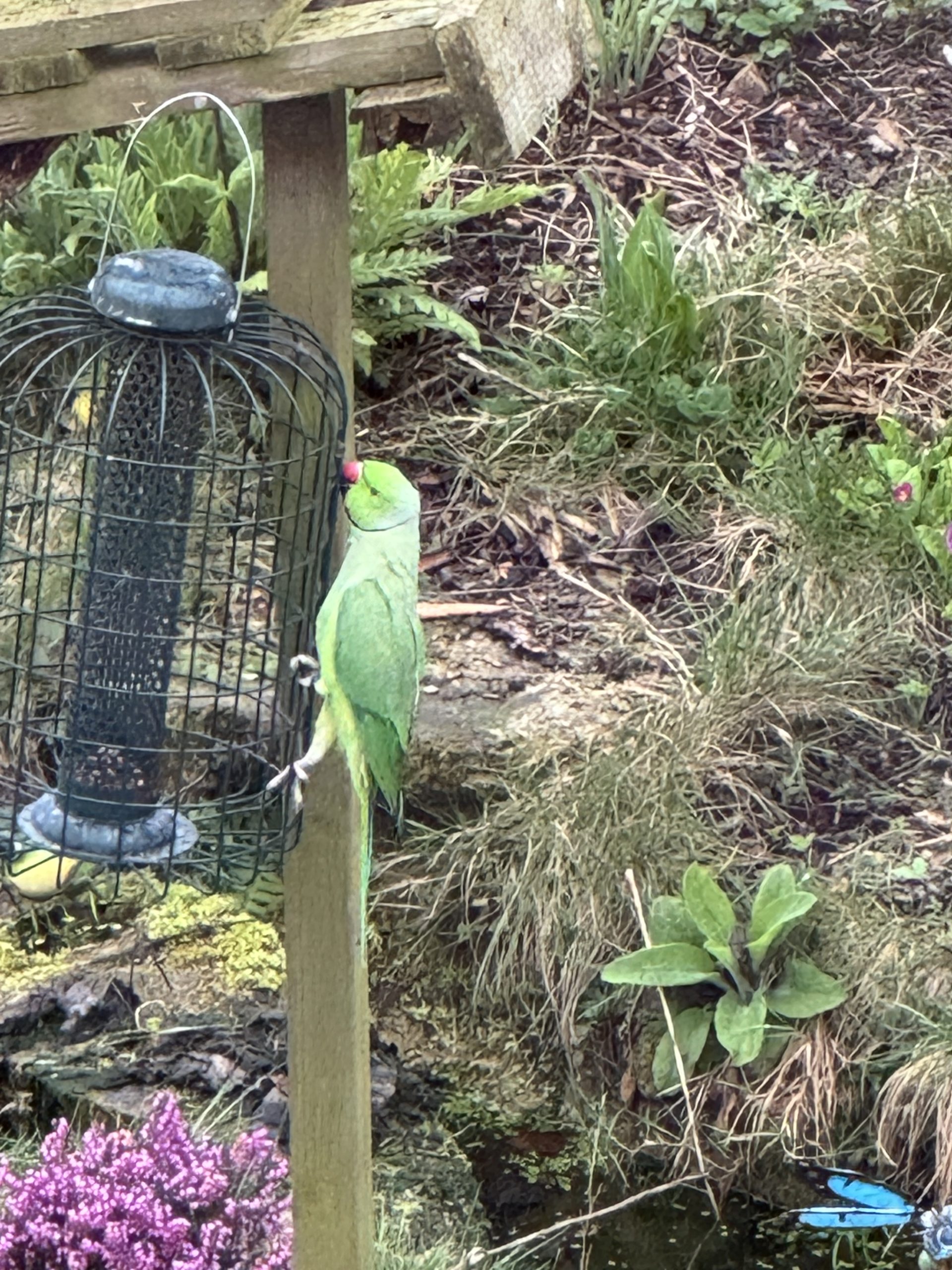 Wildlife Sightings - Harrogate & District Naturalists Society