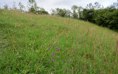 Wildlife Locations Archive - Harrogate & District Naturalists Society