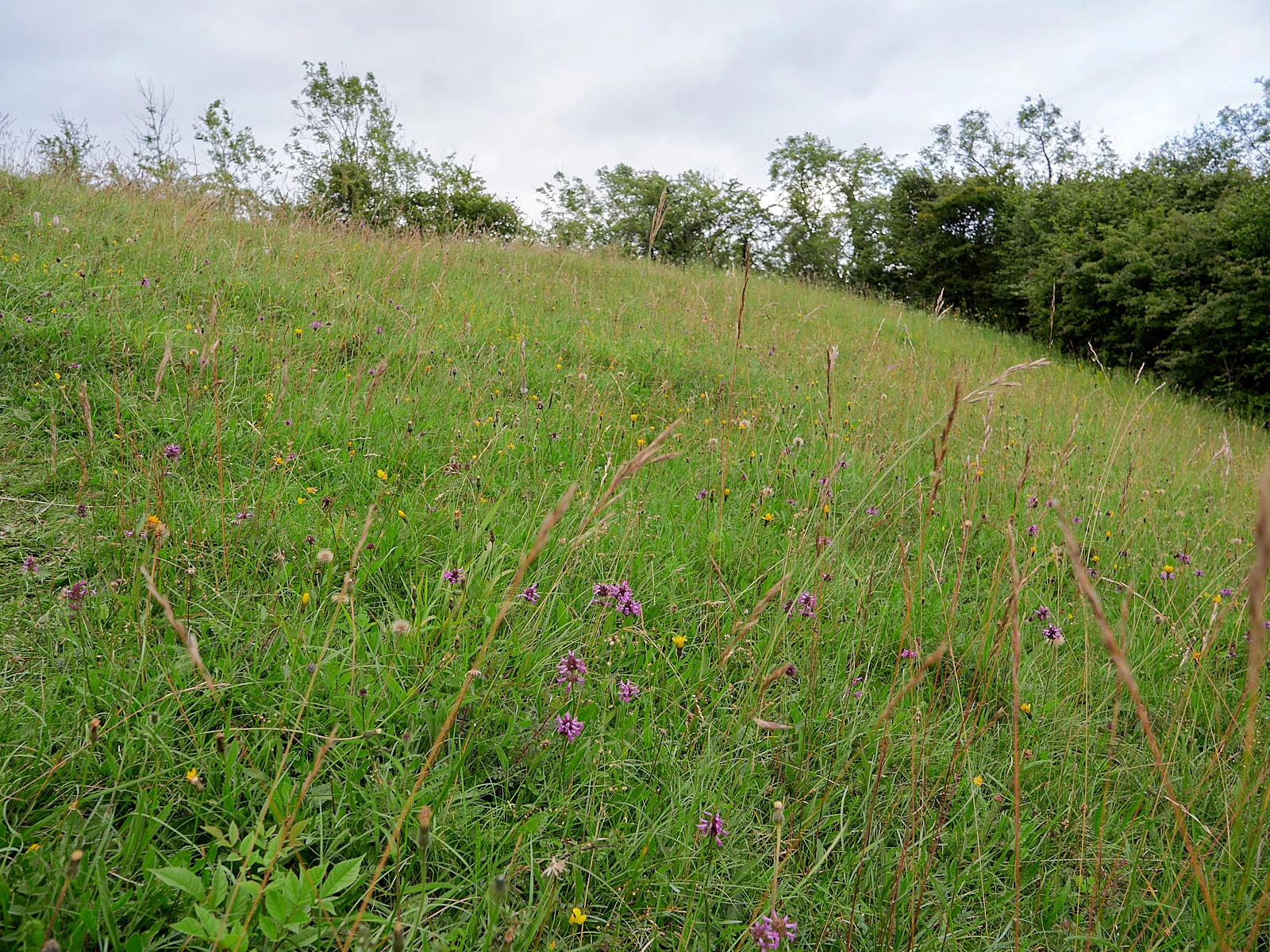 Burton Leonard Lime Quarries - Harrogate & District Naturalists Society
