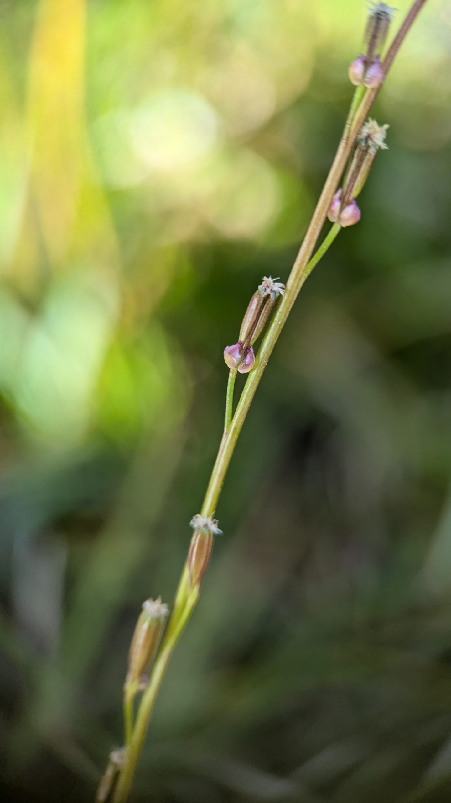 Botany of the Malham area - Harrogate & District Naturalists Society