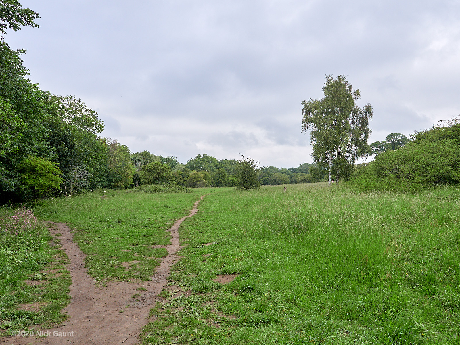 Hell Wath Local Nature Reserve - Harrogate & District Naturalists Society