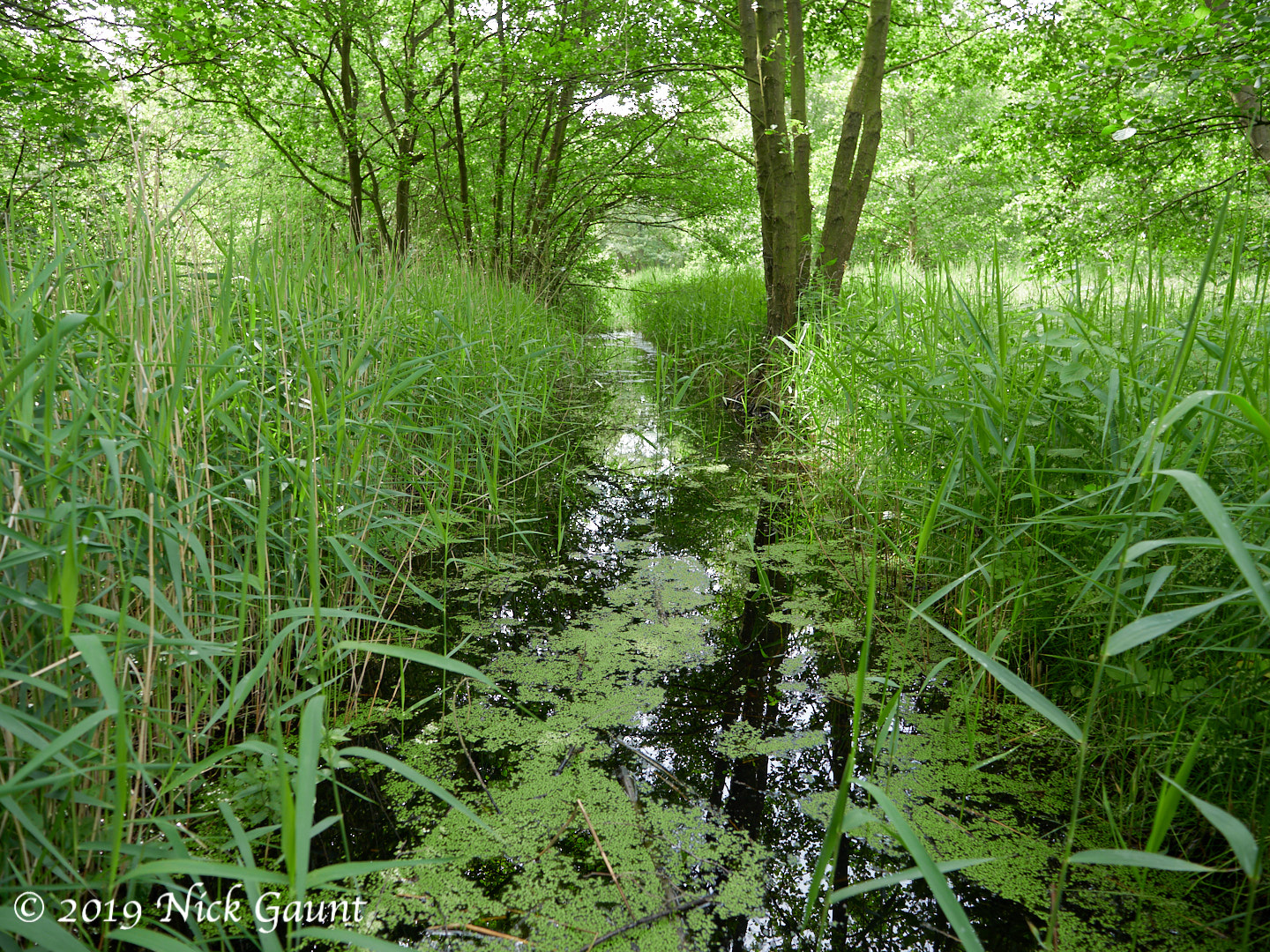 Askham Bog Nature Reserve, Tuesday 18th June 2019 - Harrogate ...