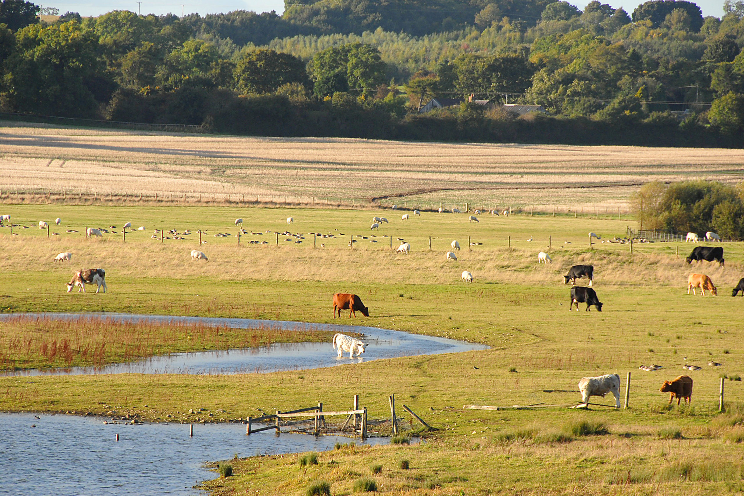 Nosterfield Local Nature Reserve - Harrogate & District Naturalists Society