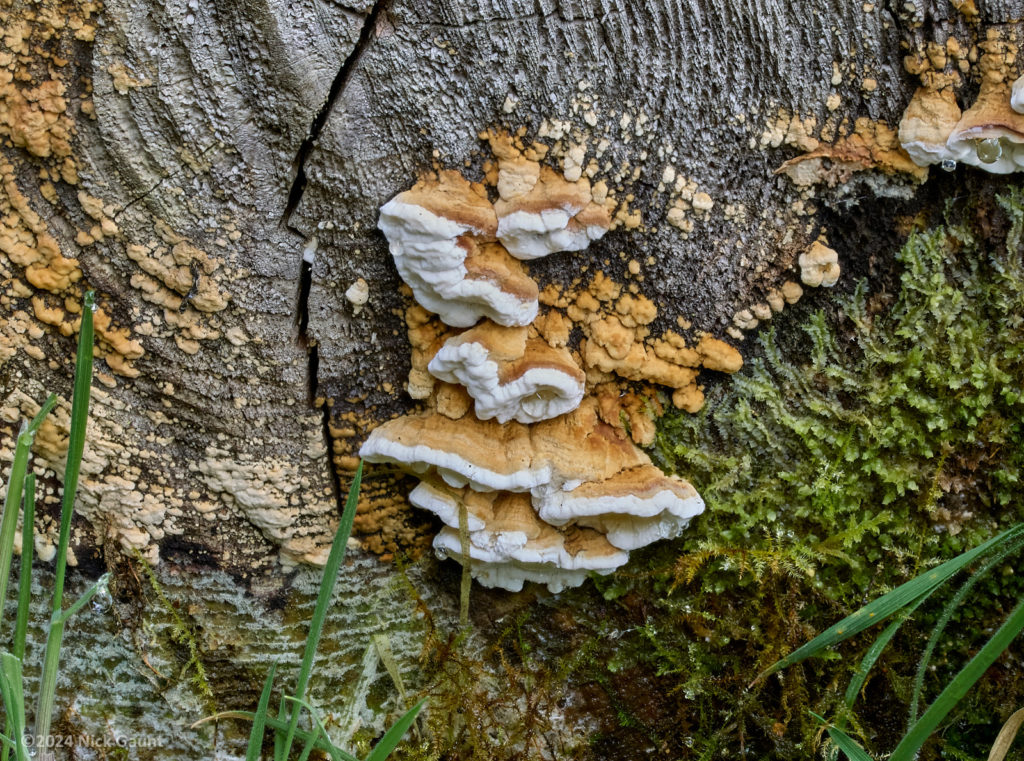 Fungus Foray, Thruscross towards Blubberhouses - Harrogate & District ...