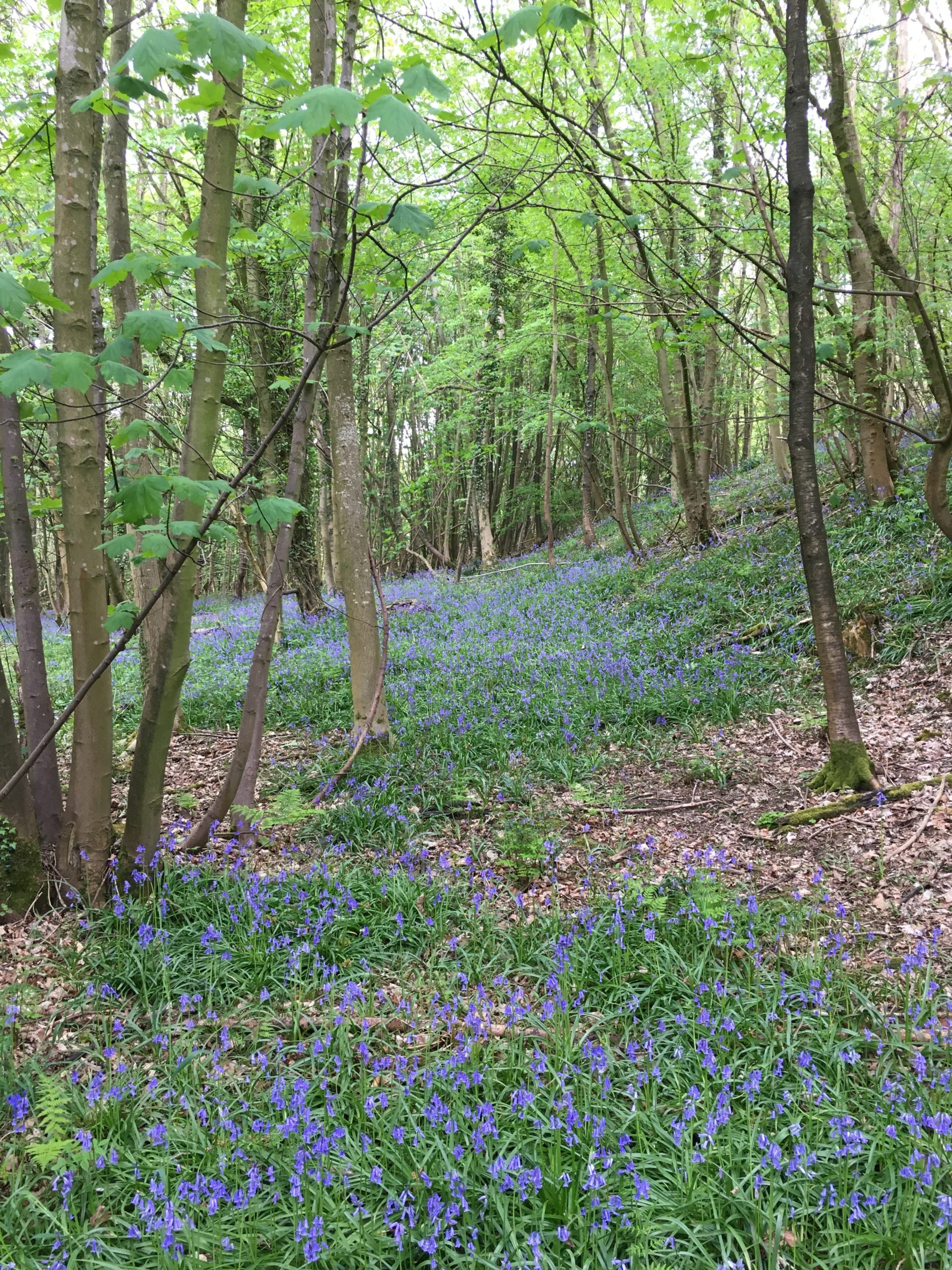 Nidd Gorge - Harrogate & District Naturalists Society