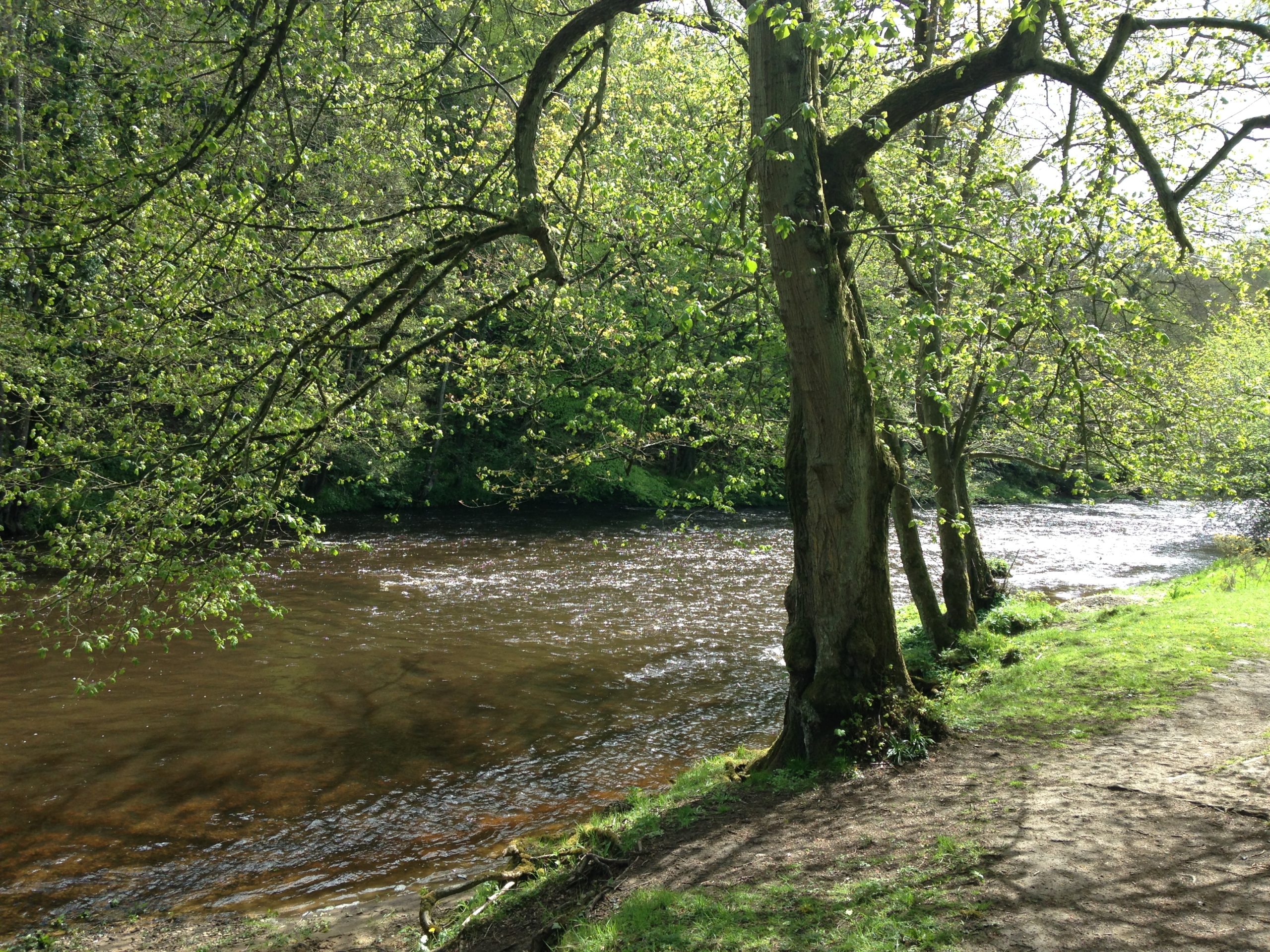 Nidd Gorge - Harrogate & District Naturalists Society