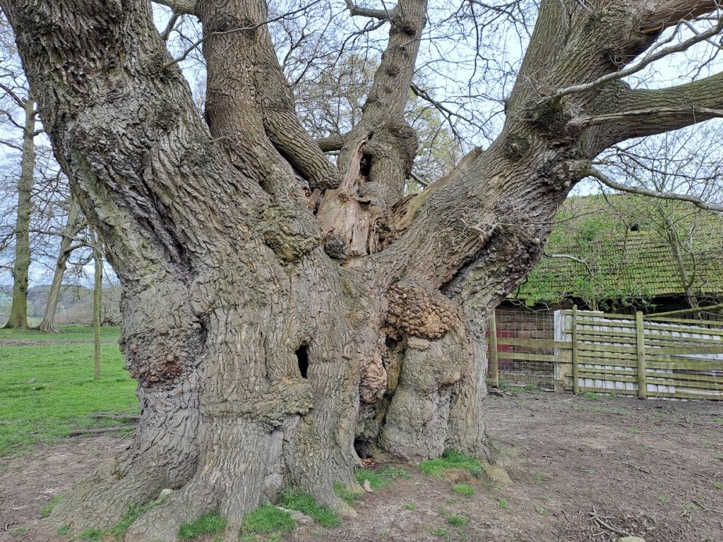 Ancient Trees of Ripley Park - Harrogate & District Naturalists Society
