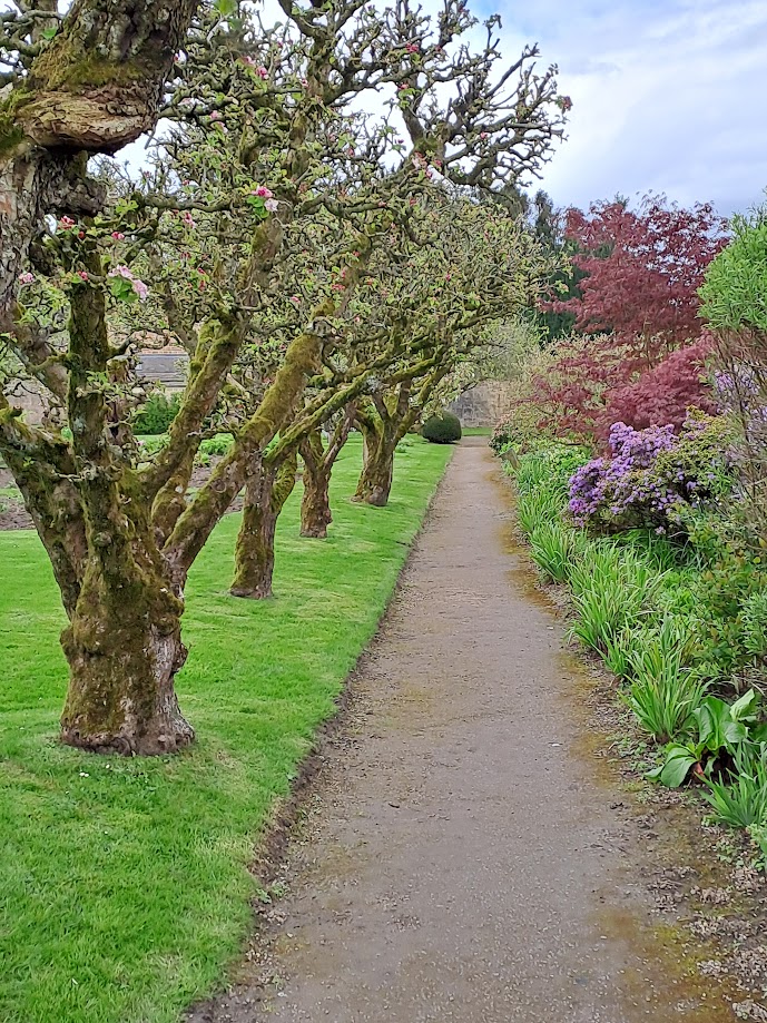 Ancient Trees of Ripley Park - Harrogate & District Naturalists Society