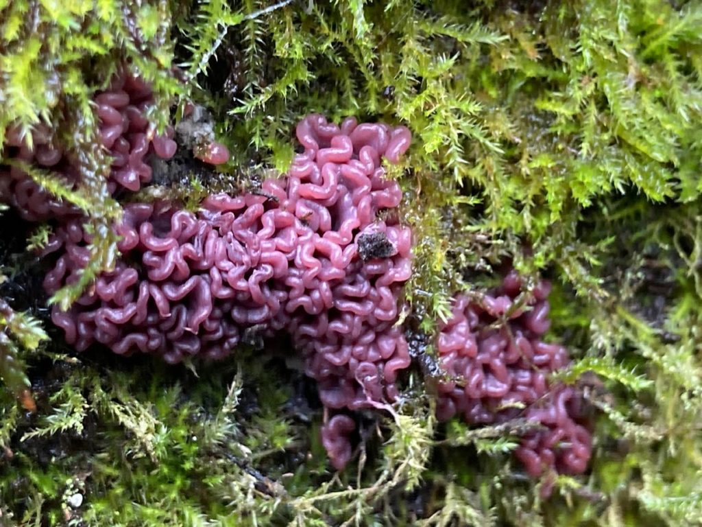 Farnham Gravel Pit Fungus Foray - Harrogate & District Naturalists Society