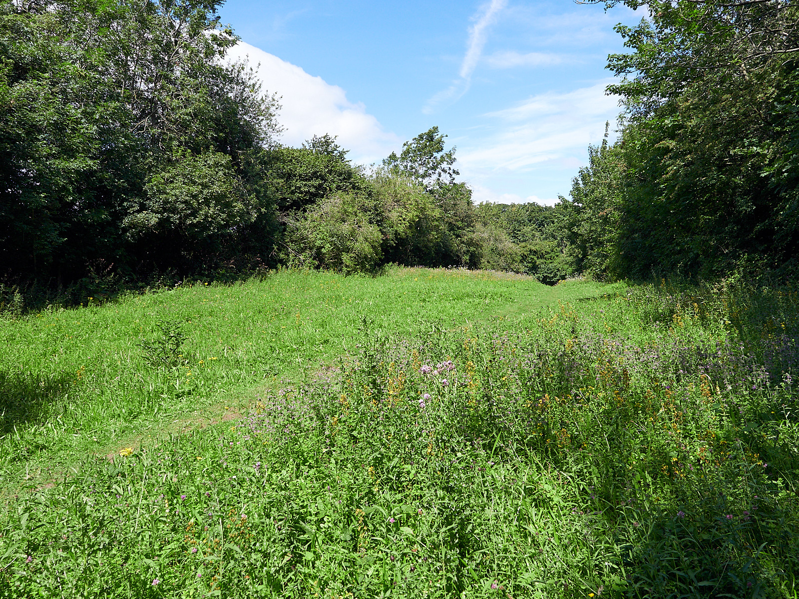 Quarry Moor Nature Reserve - Harrogate & District Naturalists Society