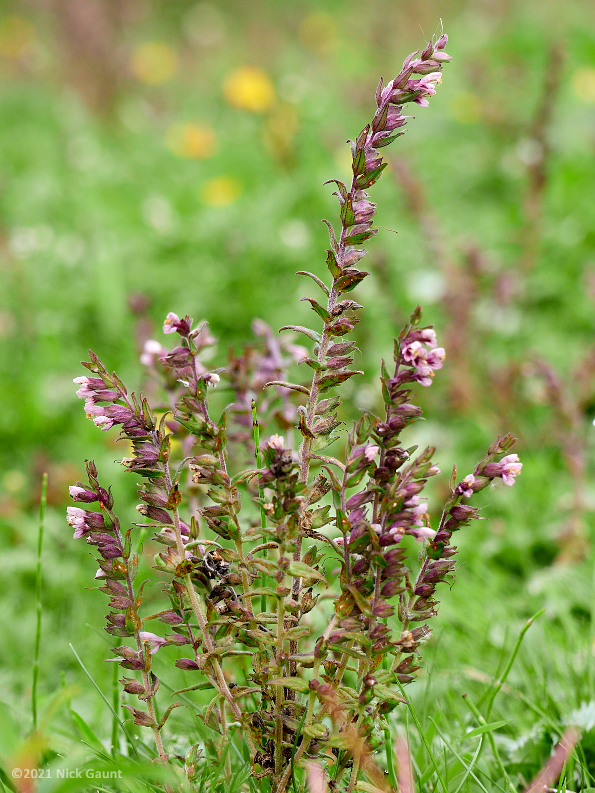 Flowering Plants - Harrogate & District Naturalists Society