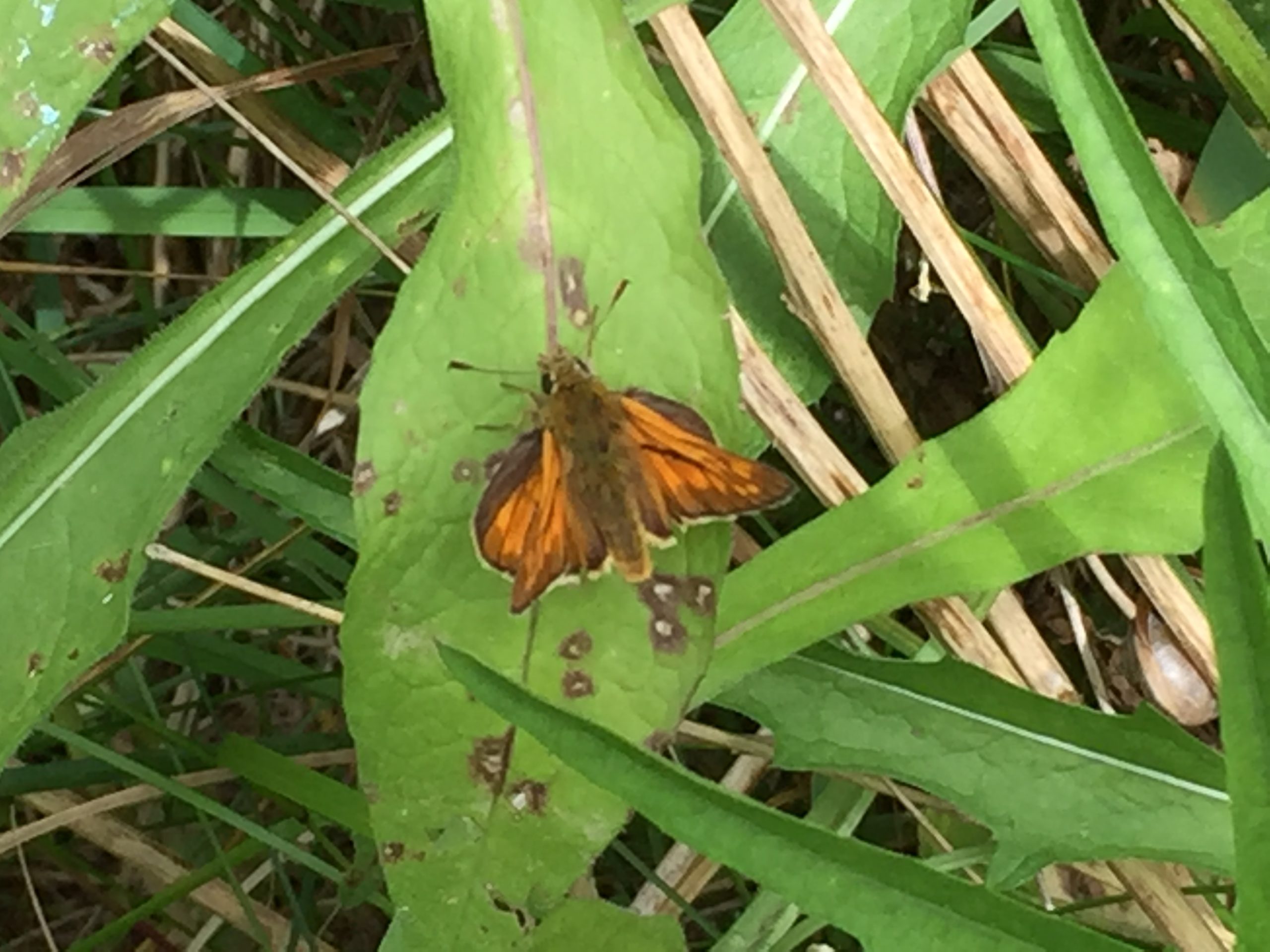 Thorne Moor 12th July 2016 - Harrogate & District Naturalists Society