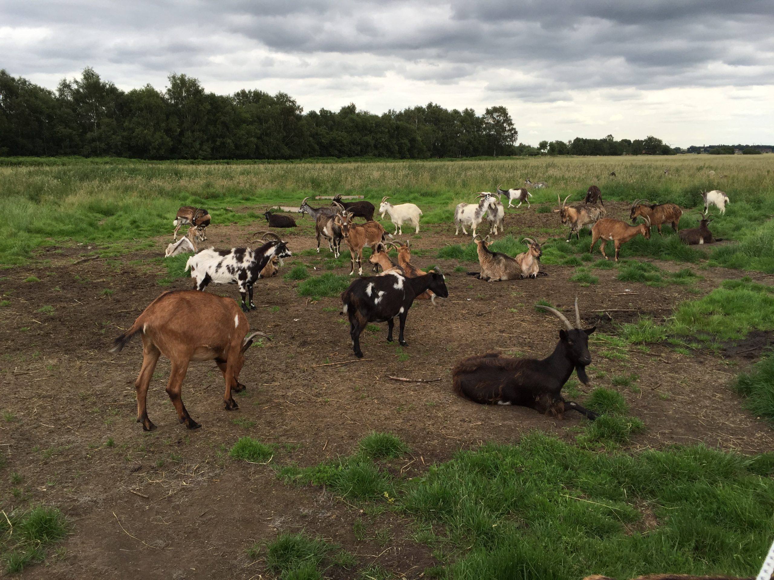 Thorne Moor 12th July 2016 - Harrogate & District Naturalists Society