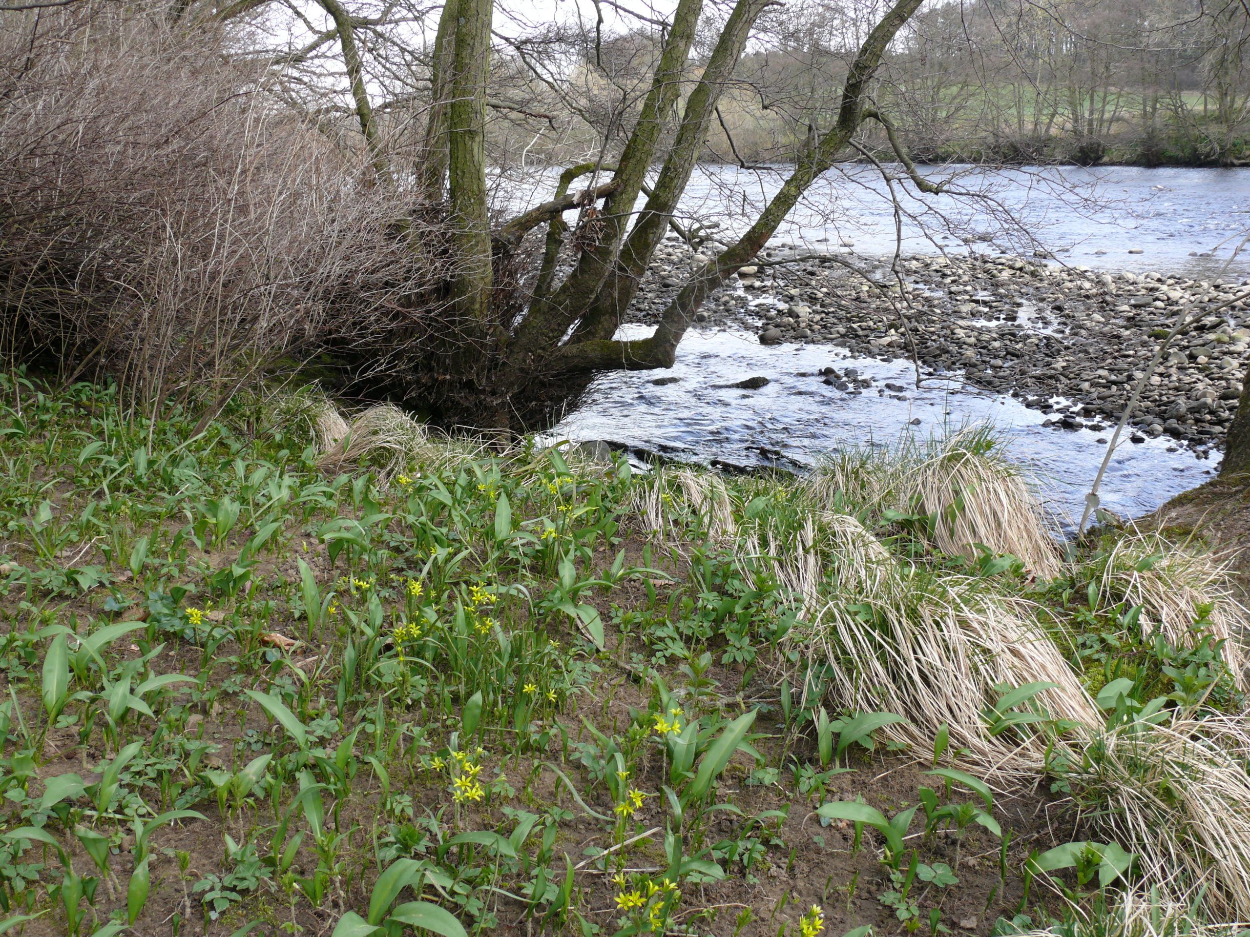 River Burn confluence - Harrogate & District Naturalists Society