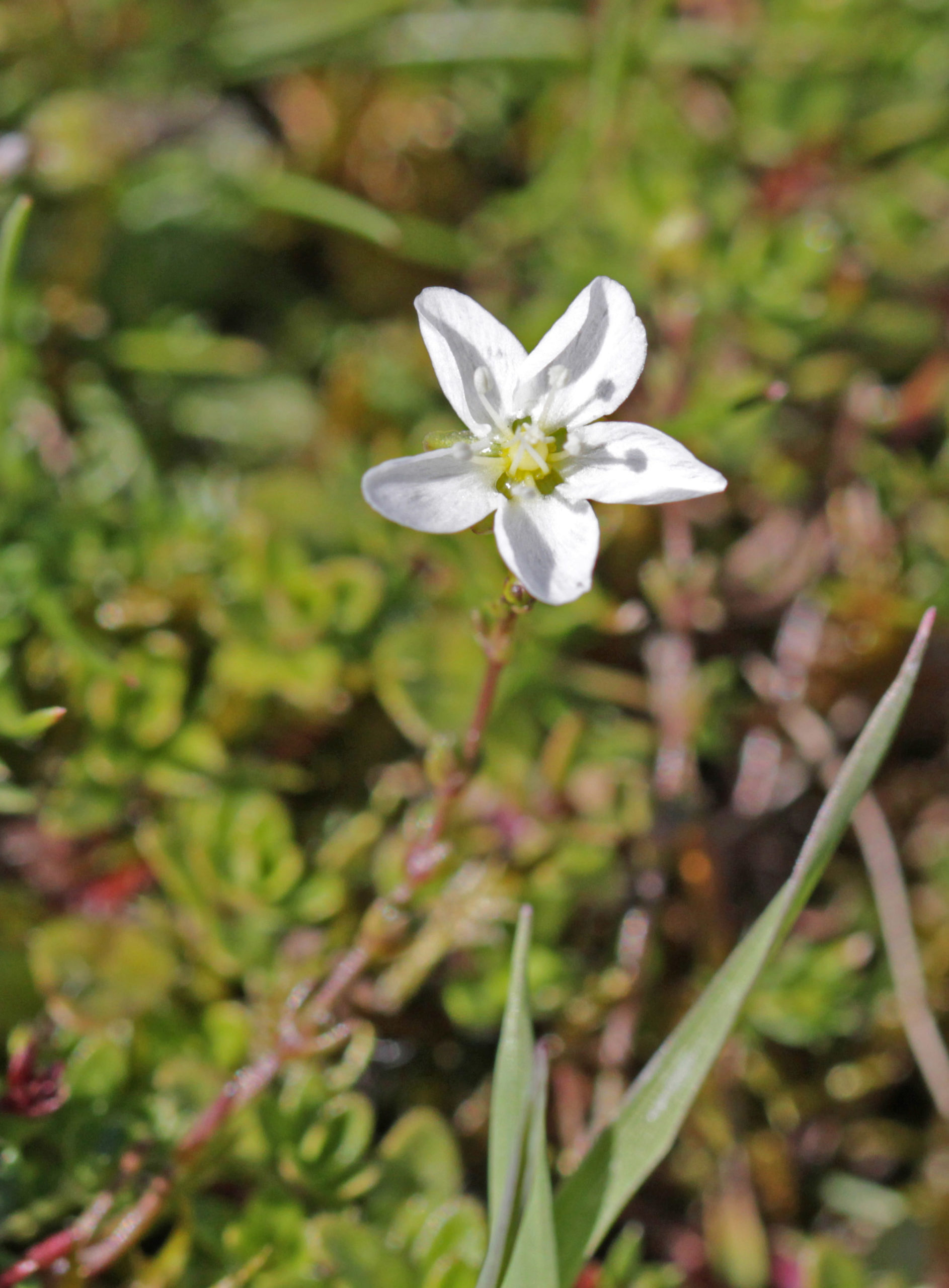 Duck Street Quarry 9th August 2014 - Harrogate & District Naturalists ...