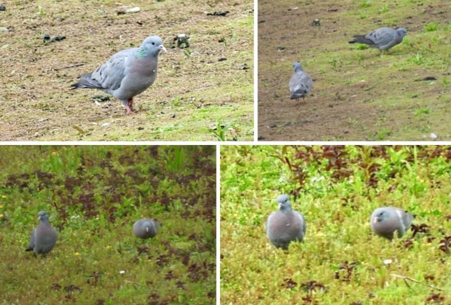 Wildlife Sightings - Harrogate & District Naturalists Society