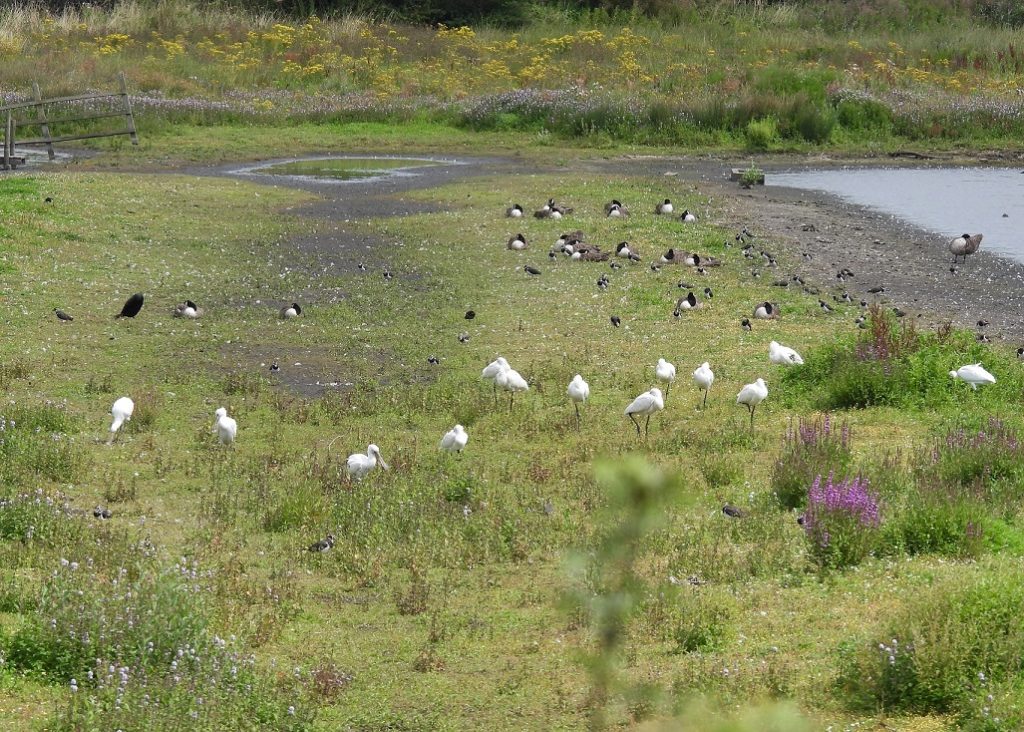 Old Moor RSPB Reserve - Harrogate & District Naturalists Society