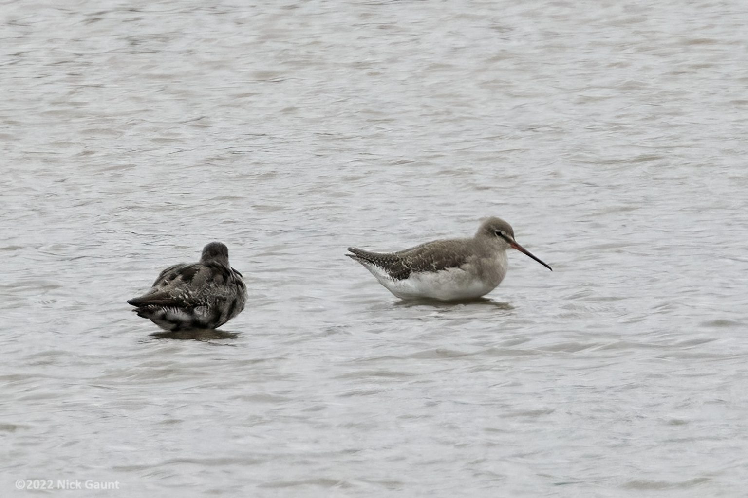 Blacktoft Sands and North Cave Wetlands - Harrogate & District ...