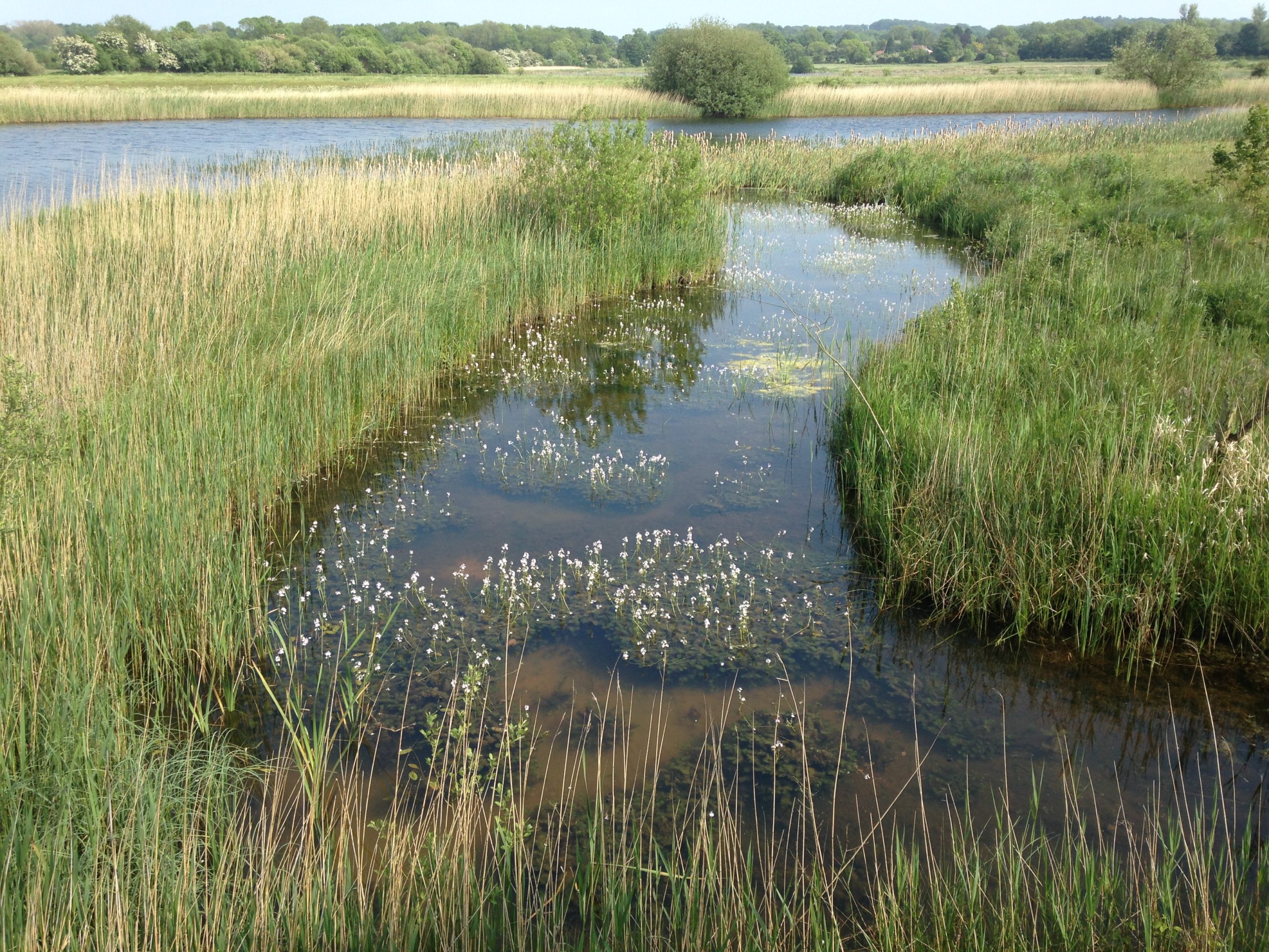 Staveley Nature Reserve - Harrogate & District Naturalists Society
