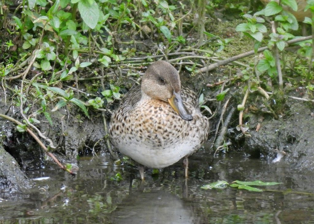 Old Moor RSPB Reserve - Harrogate & District Naturalists Society
