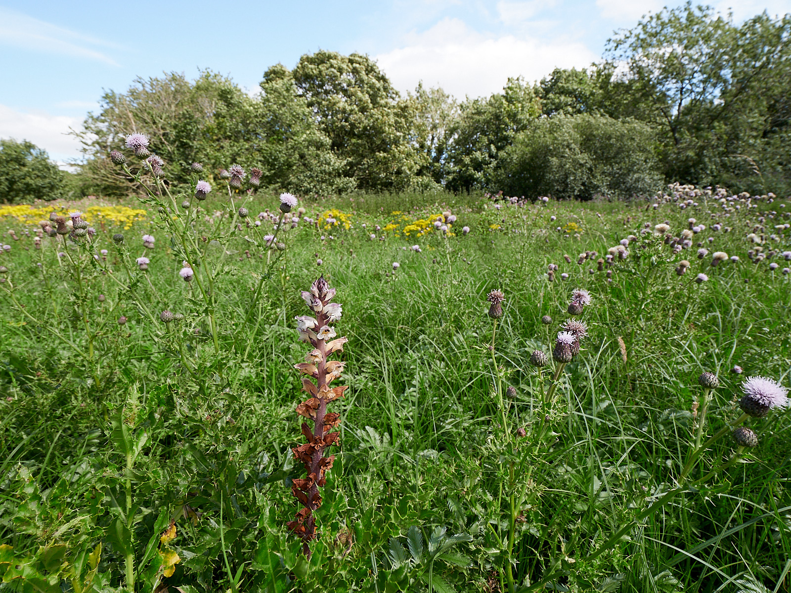 Quarry Moor Nature Reserve - Harrogate & District Naturalists Society