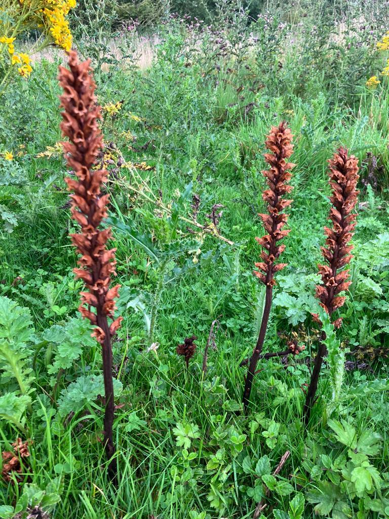 Quarry Moor, Ripon - Harrogate & District Naturalists Society